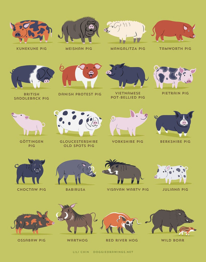 PIGS print – Lili Chin Art Inc