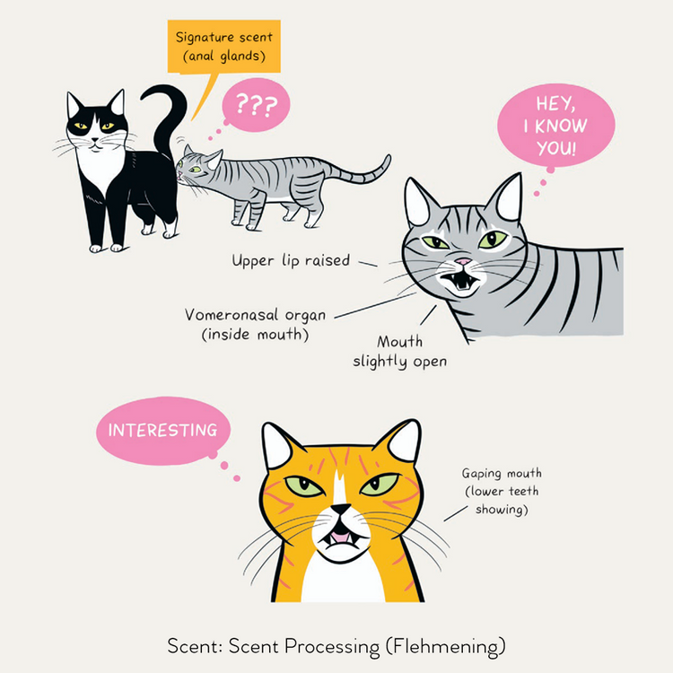 Kitty Language, written & illustrated by Lili Chin – Lili Chin Art Inc