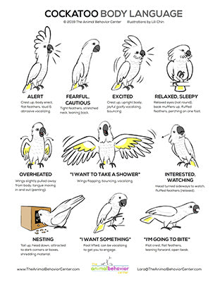 Infographics Designed & Illustrated by Lili Chin – Lili Chin Art Inc