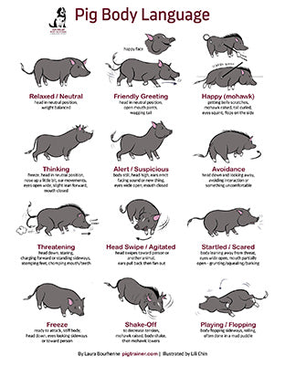 Infographics Designed & Illustrated by Lili Chin – Lili Chin Art Inc
